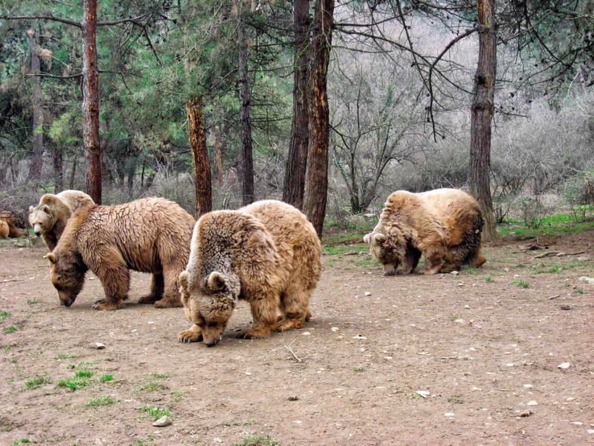 Kahverengi ile Uyumlu Renkler | Kahverengi Nasıl Kombinlenir?